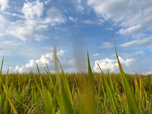Landwirtschaft Indisch Feld Kostenloses Foto Auf Pixabay Pixabay 6851