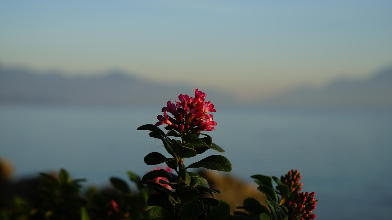 Bunga Mekar Berkembang - Foto gratis di Pixabay - Pixabay