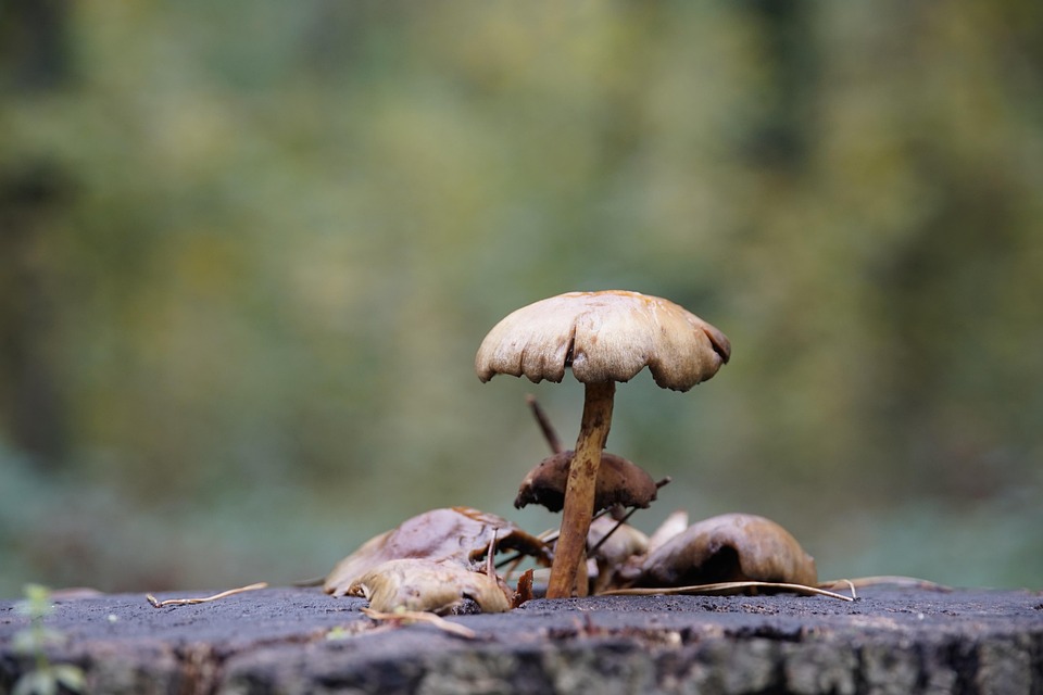 Autumn Fall Mushroom - Free photo on Pixabay - Pixabay