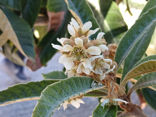Medlar Flowers - Free photo on Pixabay - Pixabay