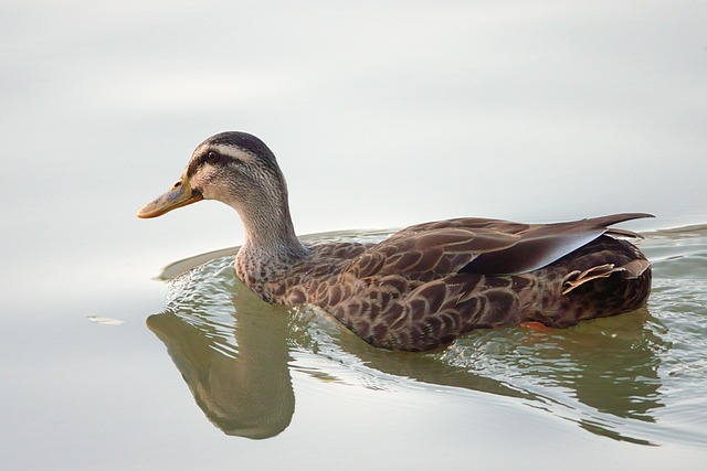 Natural Animal Pato - Foto gratuita no Pixabay - Pixabay