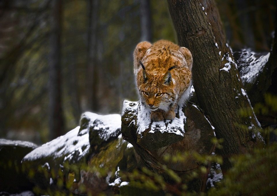 Lynx Animal Mammal Big - Free photo on Pixabay