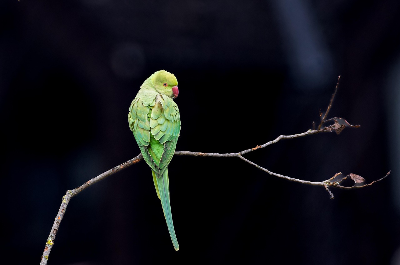 Green Parrot Animal Bird - Free photo on Pixabay - Pixabay