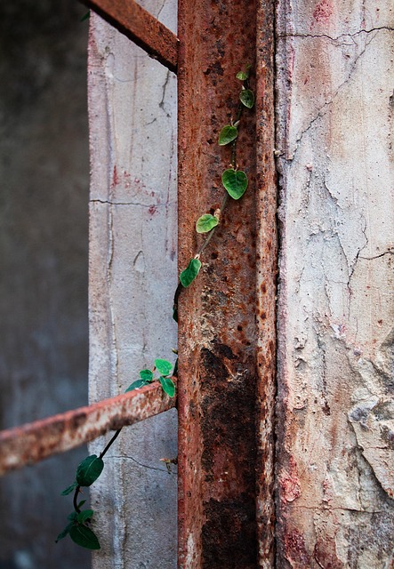 Plante Vert Prison - Photo gratuite sur Pixabay - Pixabay