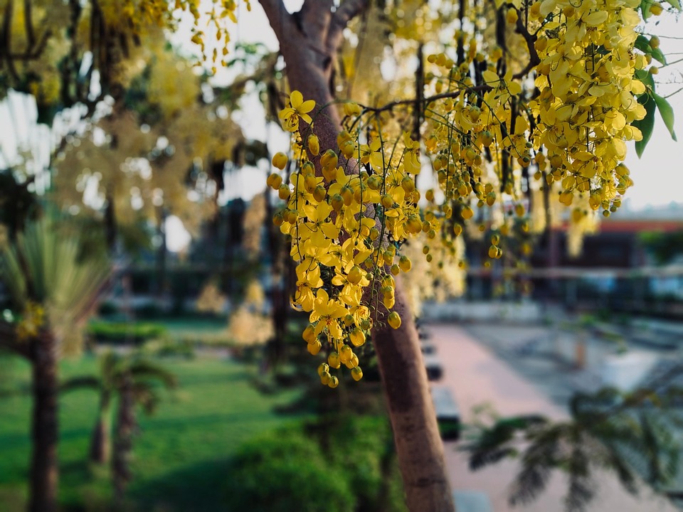 Golden Shower Tree Cassia - Free photo on Pixabay - Pixabay