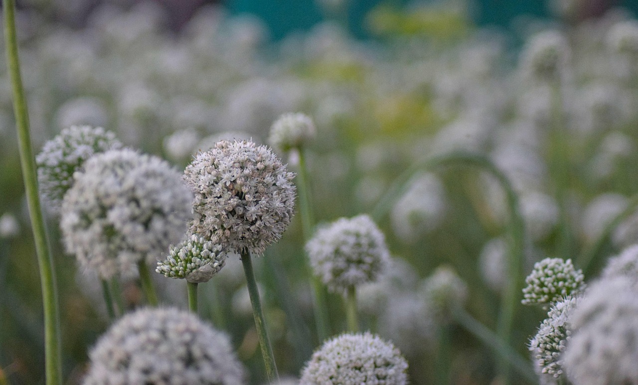 Flor De Cebolla Granja - Foto gratis en Pixabay - Pixabay
