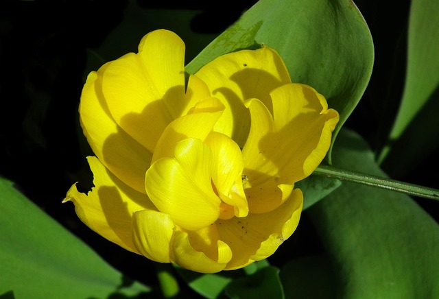 Tulipán Flor Amarillo - Foto gratis en Pixabay - Pixabay
