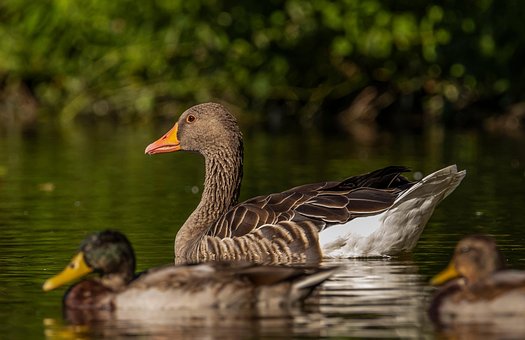 Geese Lake Birds - Free photo on Pixabay