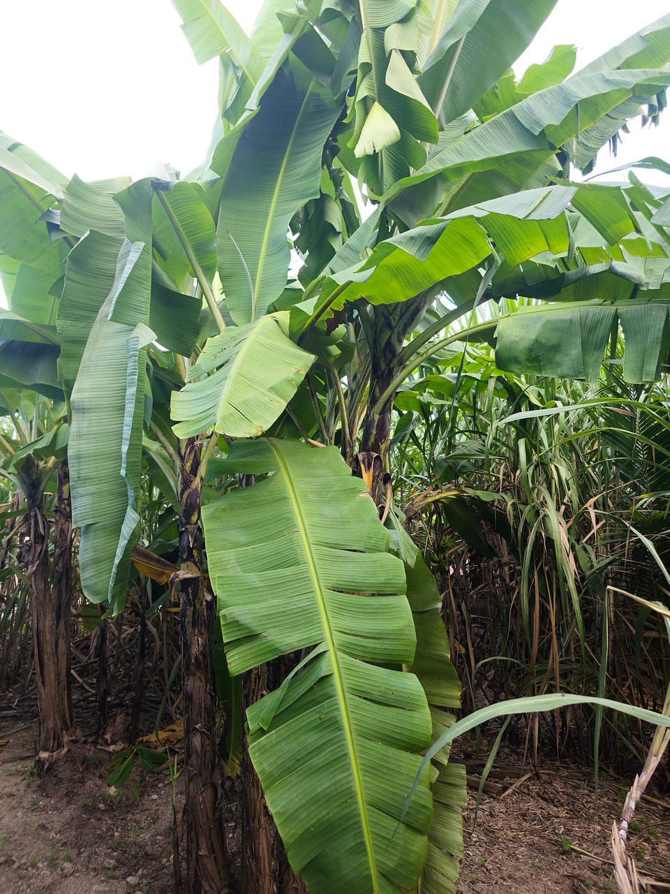 Planta Banana Tanchagem - Foto gratuita no Pixabay - Pixabay