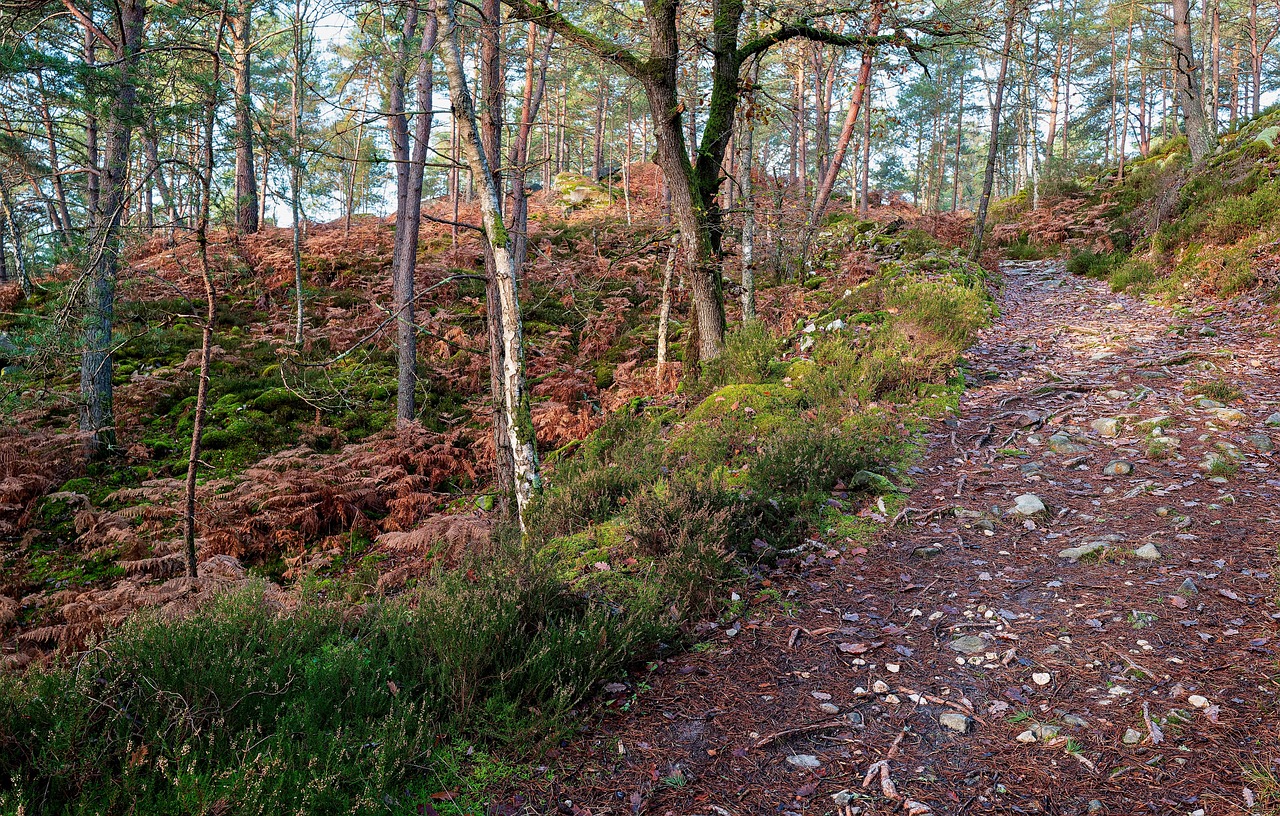 Bosque Caída Camino - Foto gratis en Pixabay - Pixabay Bosque Caída Camino - Foto gratis en Pixabay - Pixabay