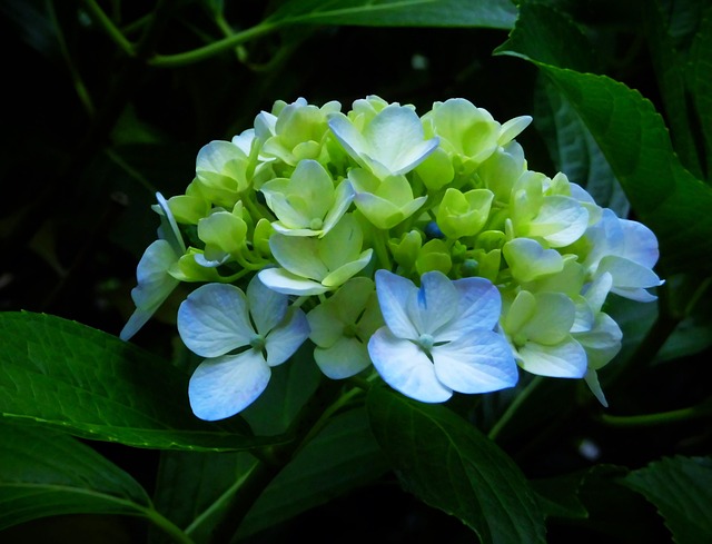 Alam Bunga Hydrangea - Foto gratis di Pixabay - Pixabay