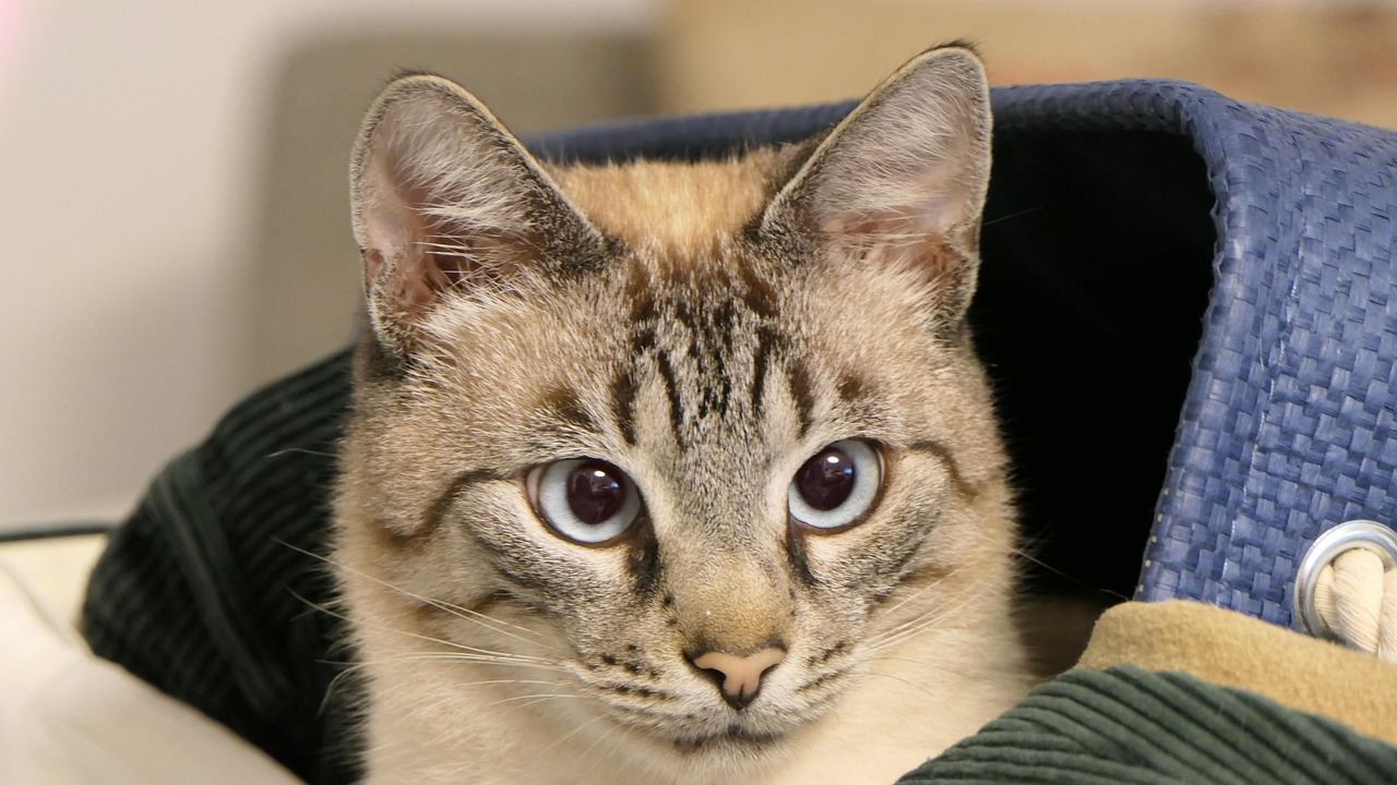 Kucing Siam Satwa Binatang Dalam - Foto gratis di Pixabay - Pixabay