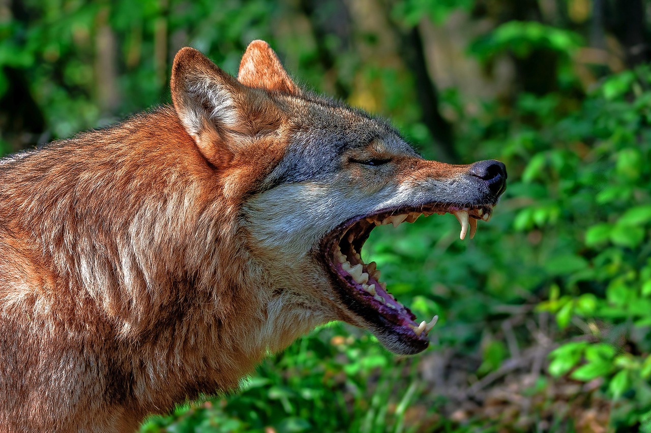 Wolf Animal Nature - Free photo on Pixabay - Pixabay