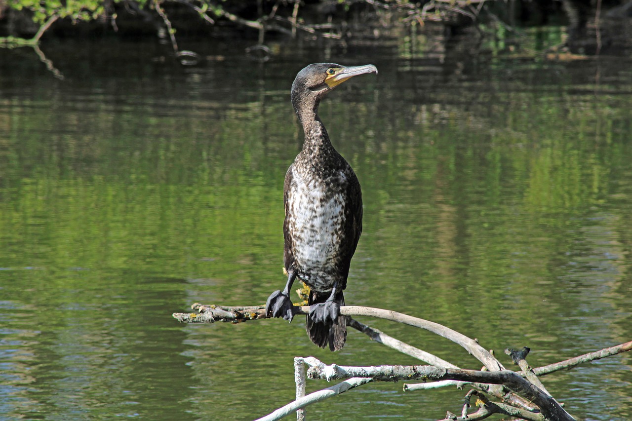 Cormorant Bird Wildlife - Free photo on Pixabay