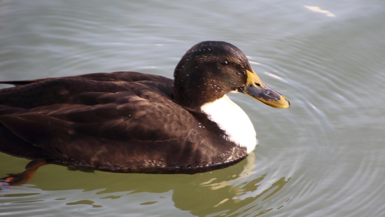 Nature Ducks Birds - Free photo on Pixabay - Pixabay