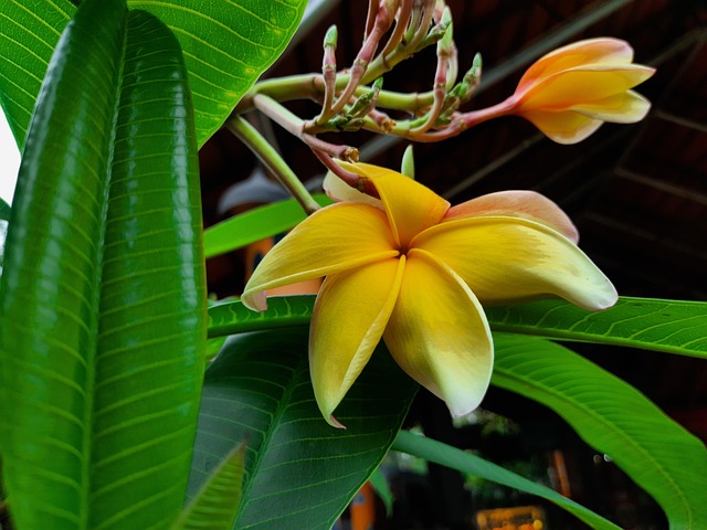 Blomst Smuk Gul 5 - Gratis foto på Pixabay - Pixabay