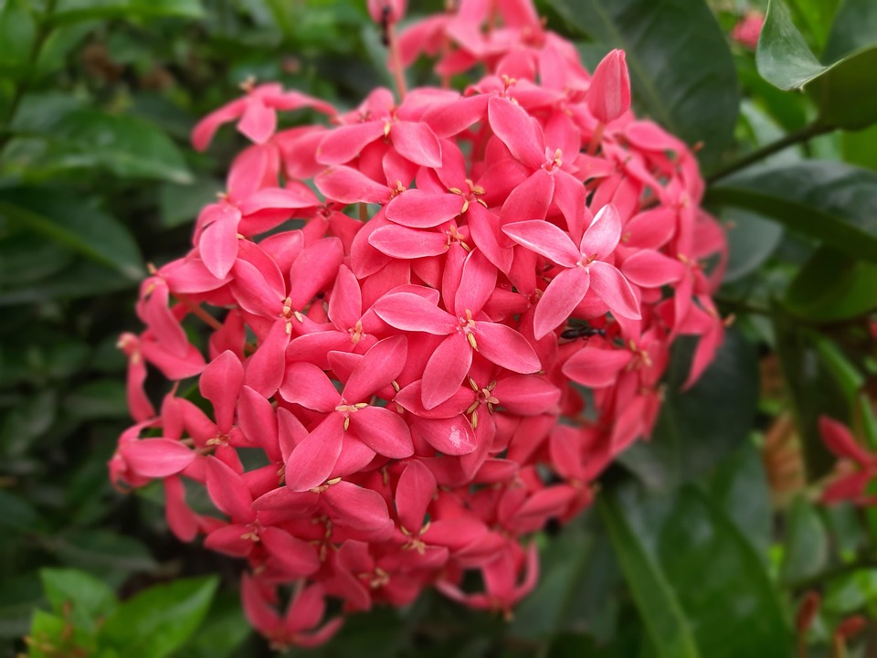 Bunga Alam Tanaman - Foto gratis di Pixabay - Pixabay