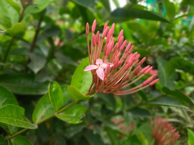 Nova Flor Bebê Um Grupo De Bebês - Foto gratuita no Pixabay - Pixabay