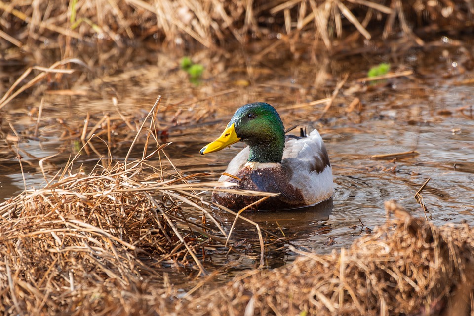 Duck Mallard Fowl Water - Free photo on Pixabay - Pixabay