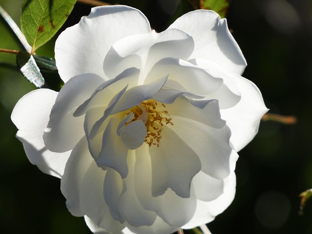 White Flower Bloom - Free photo on Pixabay - Pixabay