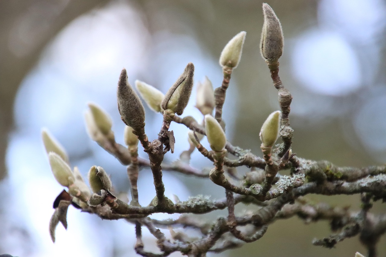 Magnolia Knopp Natur - Gratis foto på Pixabay - Pixabay