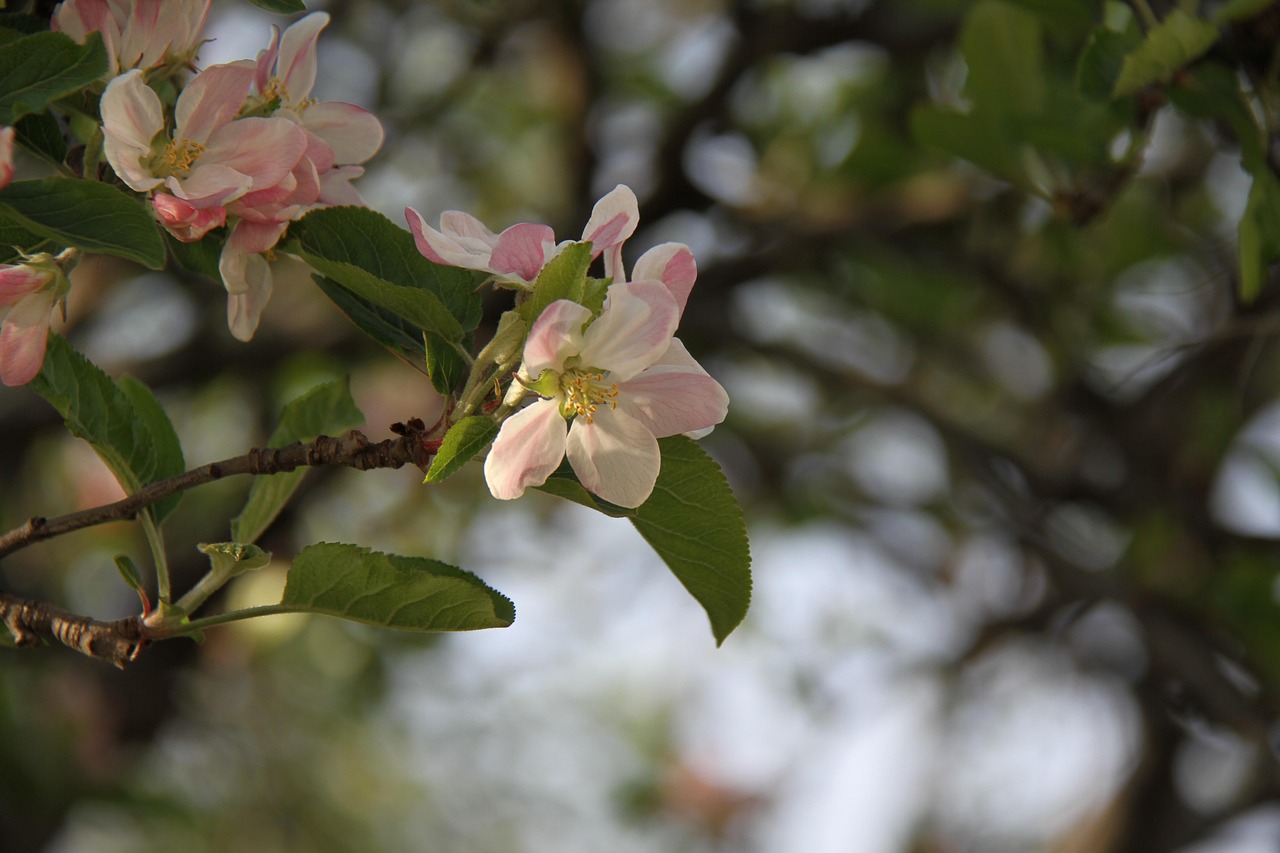 Apple Tree Nature - Free photo on Pixabay - Pixabay