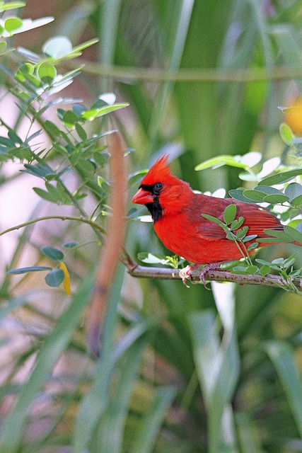 Kardinal Burung Alam - Foto gratis di Pixabay - Pixabay