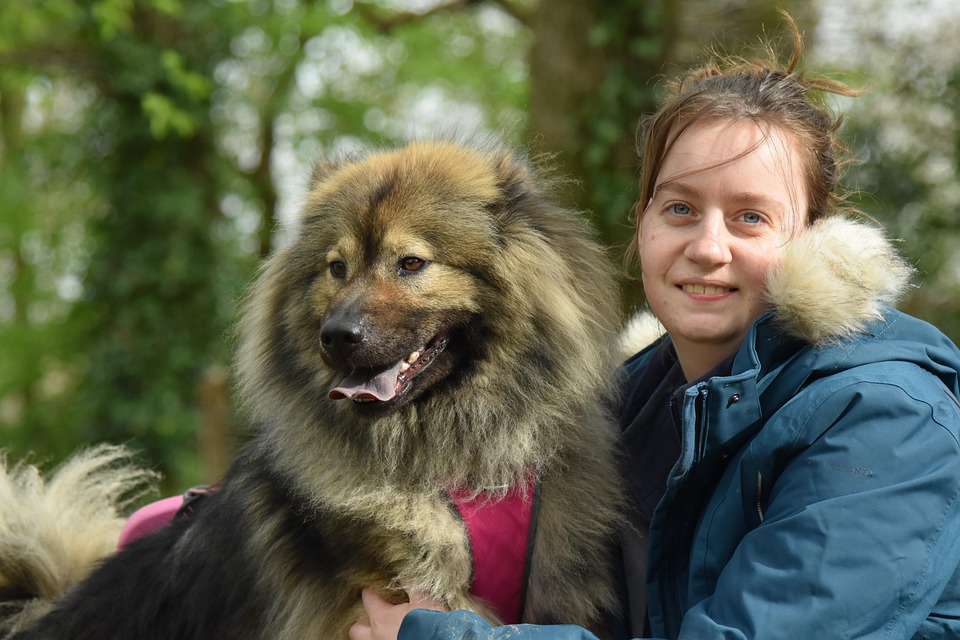 Eurasier Hund Tysk Hundras Ung - Gratis foto på Pixabay - Pixabay