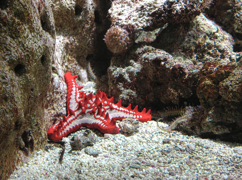 红海之星 紫菀 北大西洋 - Pixabay上的免费照片 - Pixabay