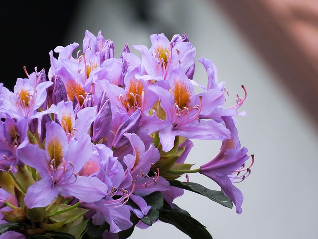 Flori Rododendron Plante - Fotografie gratuită pe Pixabay - Pixabay