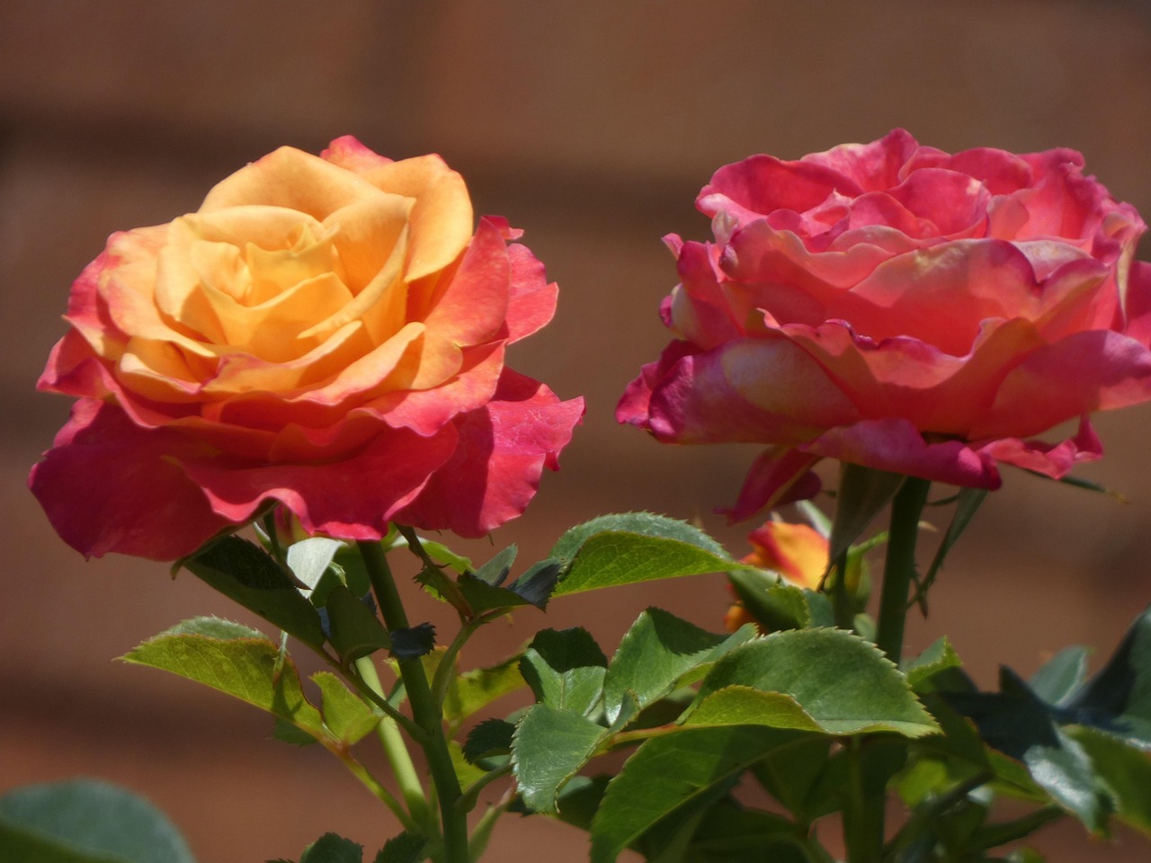 Red And Orange Roses Two - Free photo on Pixabay - Pixabay