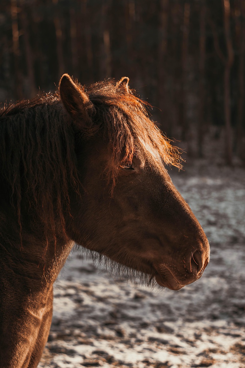 Horse Pony Animal - Free photo on Pixabay