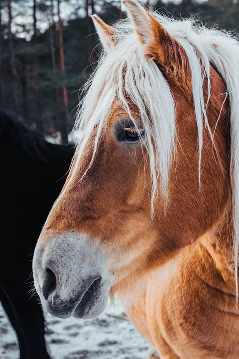 Horse Pony Animal - Free photo on Pixabay