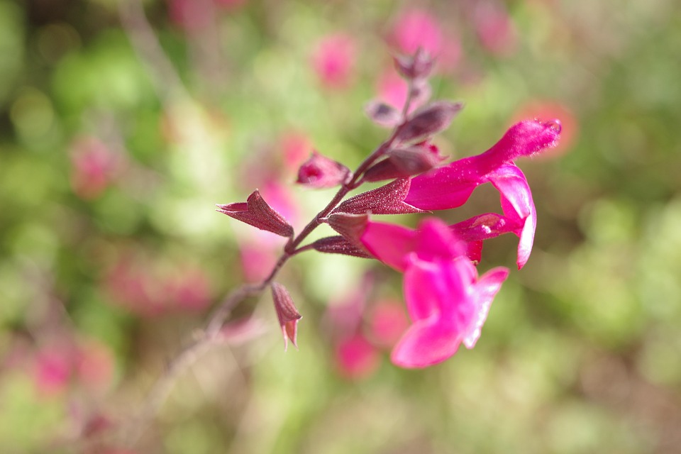 Sage Pink Flower Park - Free photo on Pixabay - Pixabay