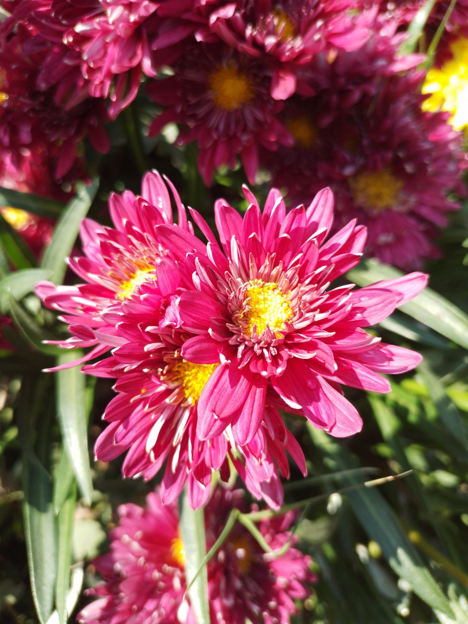 Bunga Aster Merah Muda Musim - Foto gratis di Pixabay - Pixabay