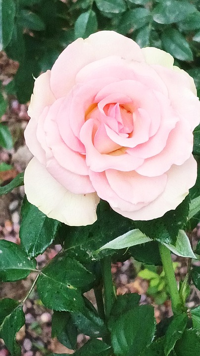 Rose Flor Amor Flores - Foto gratuita no Pixabay - Pixabay