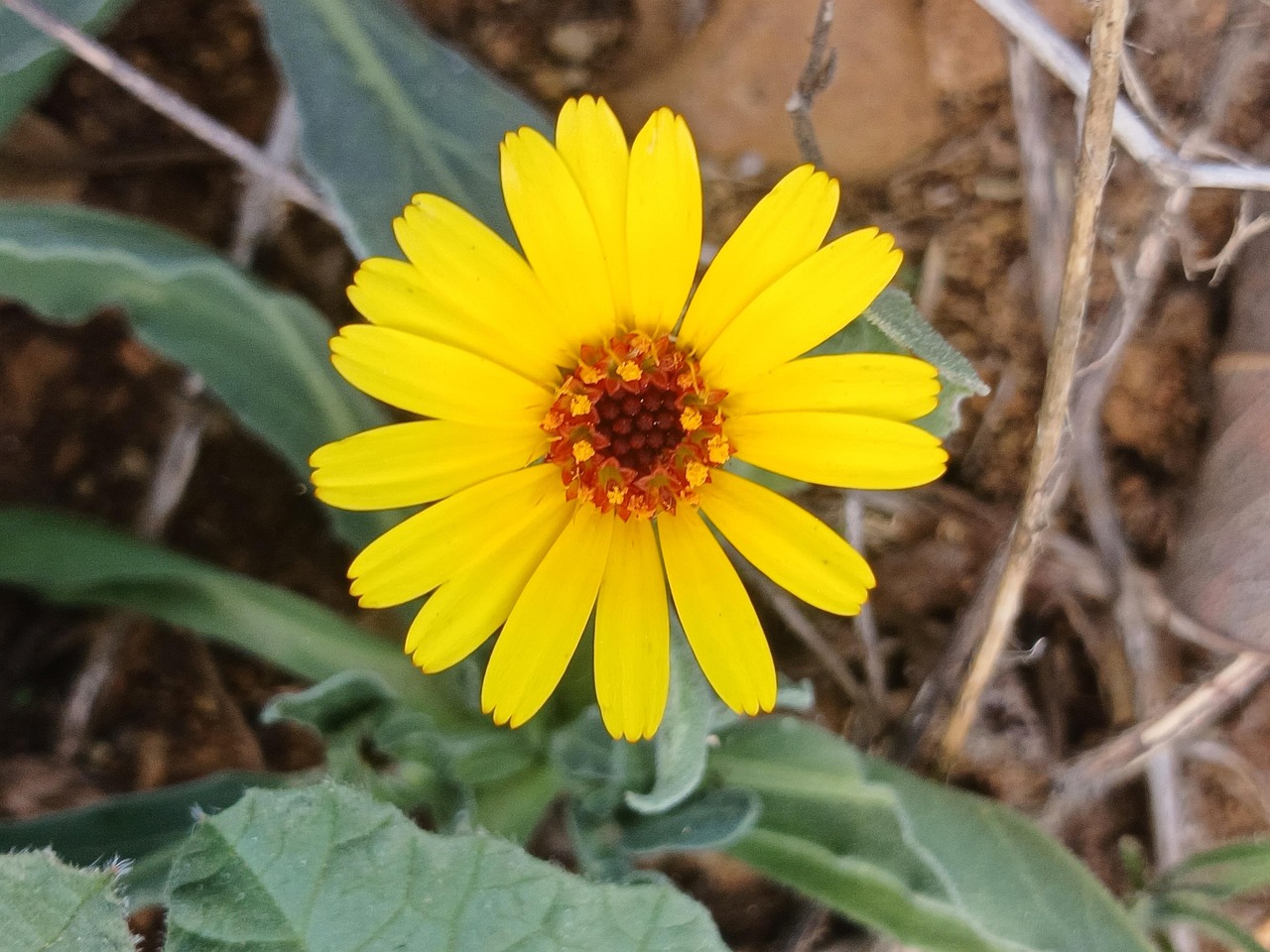 Calendula Arvensis Souci Des - Photo gratuite sur Pixabay - Pixabay