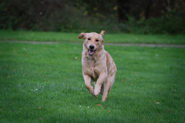 Jenis Anjing Golden Retriever - Foto gratis di Pixabay - Pixabay