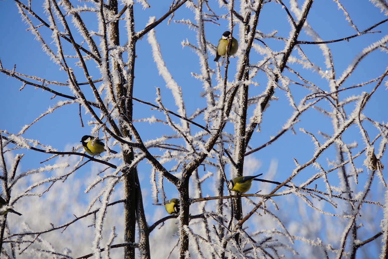 Winter Titmouse Tree - Free photo on Pixabay - Pixabay