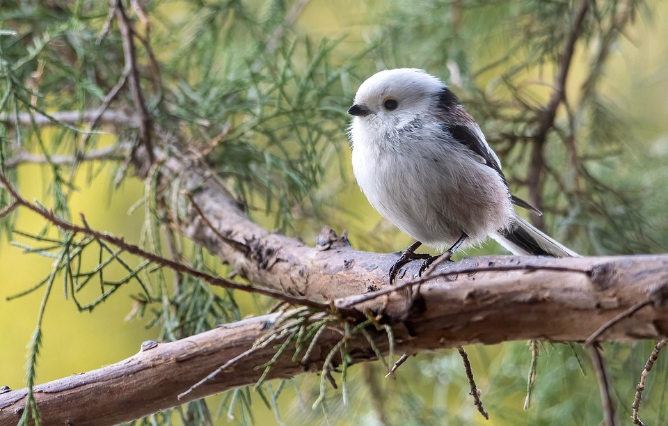 Bird Branches Animals - Free photo on Pixabay - Pixabay
