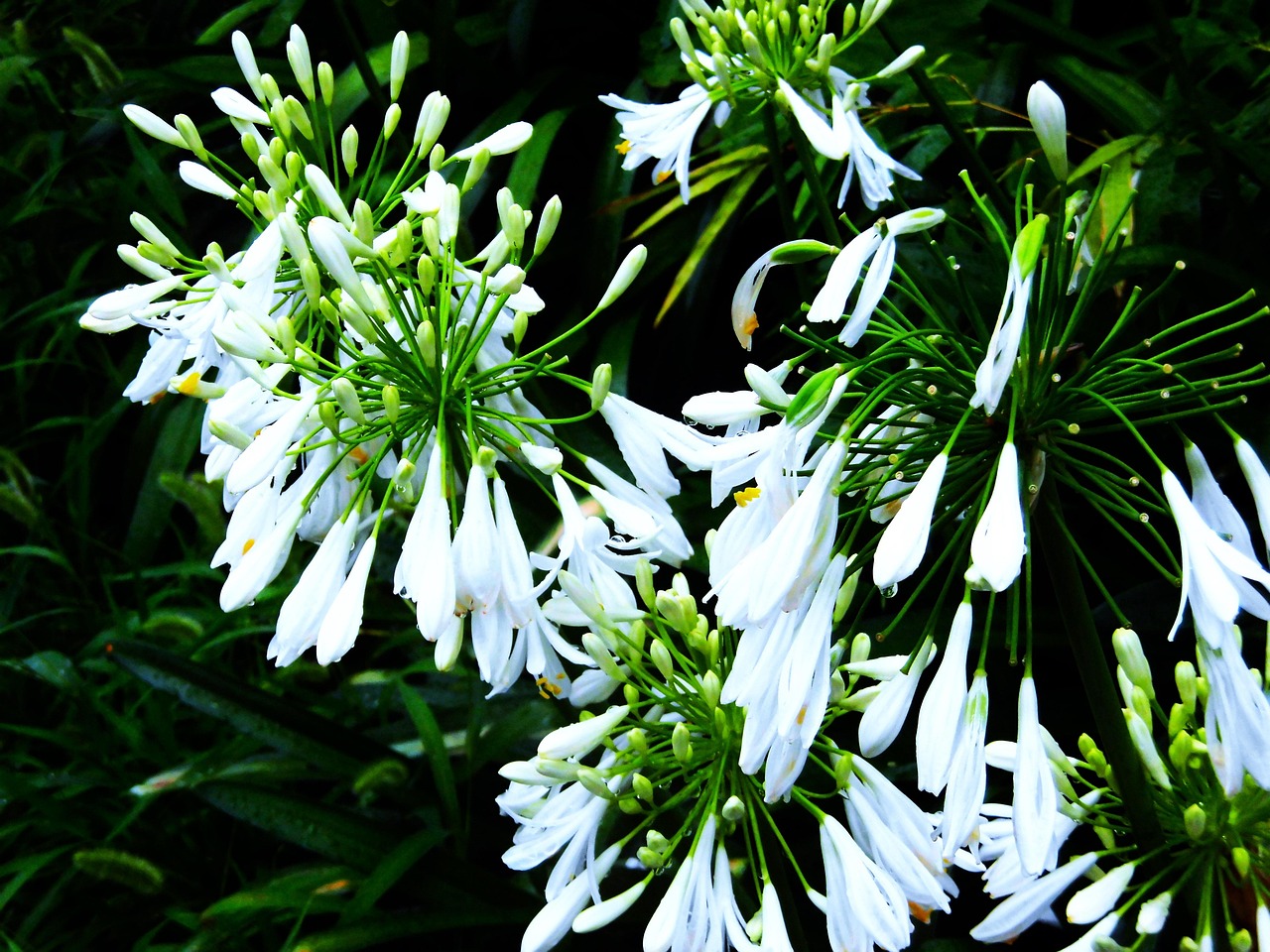 Alam Bunga Agapanthus - Foto gratis di Pixabay - Pixabay