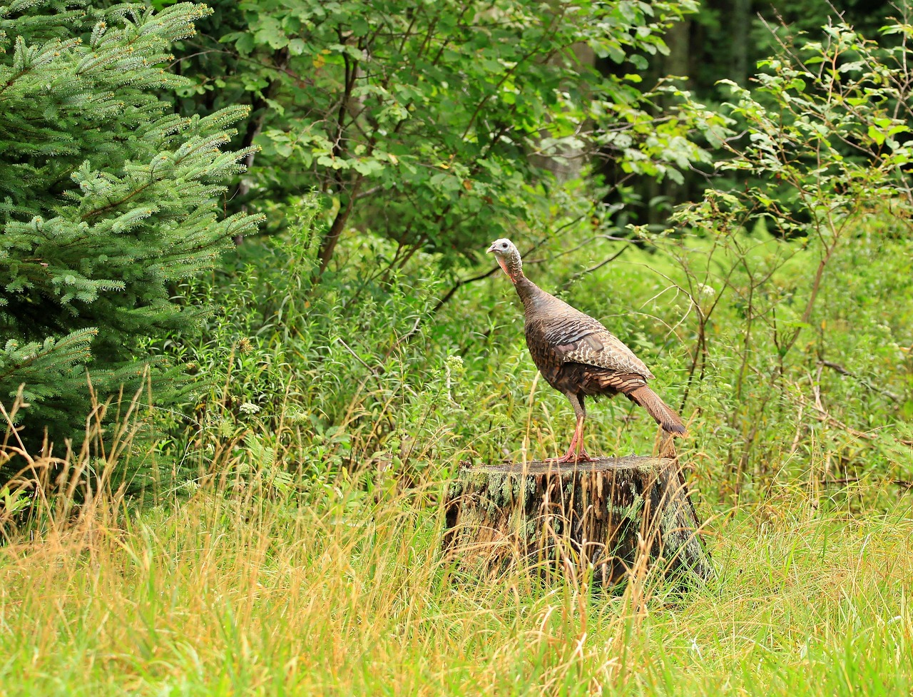 Turkey Eastern Wild Bird - Free photo on Pixabay - Pixabay