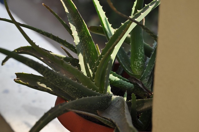 Alovera Natureza Planta - Foto gratuita no Pixabay - Pixabay