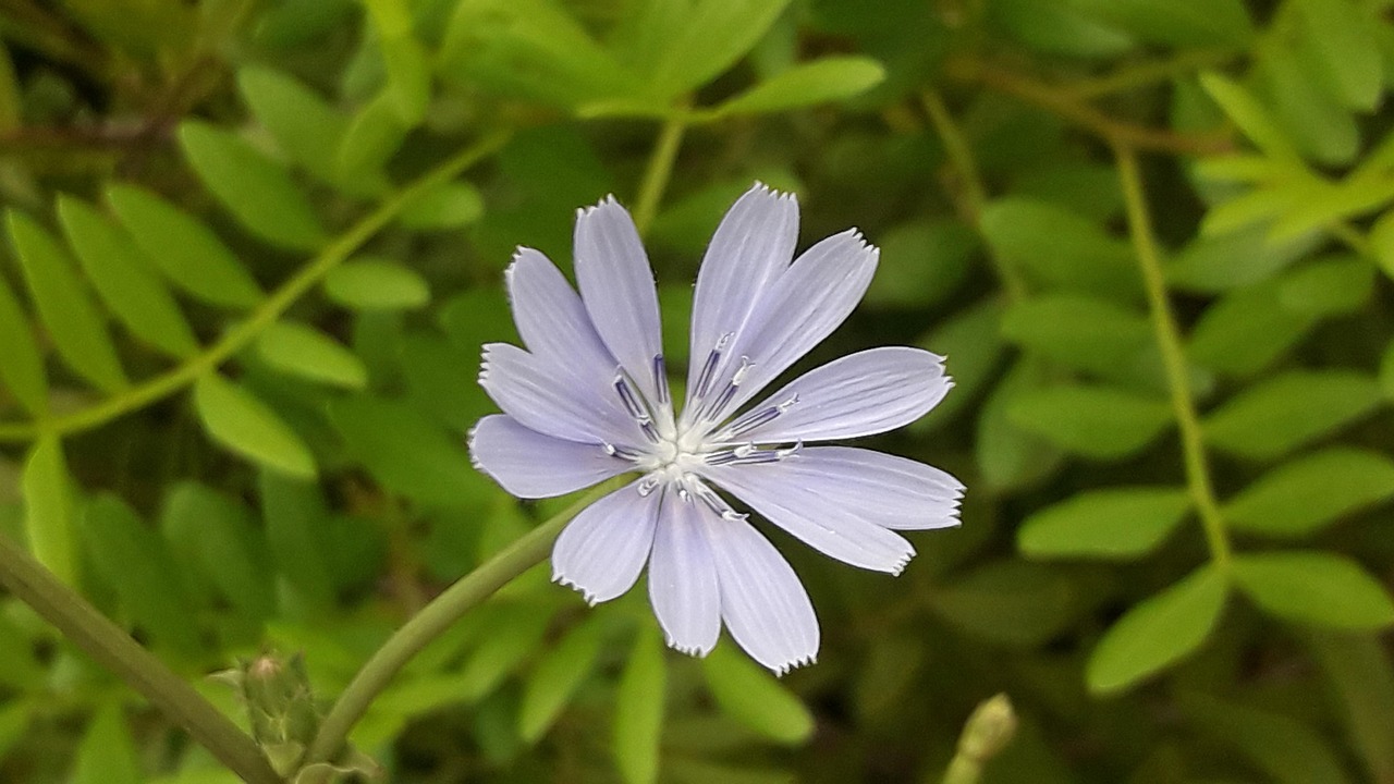 Cichorium Intybus Common Chicory - Free photo on Pixabay - Pixabay