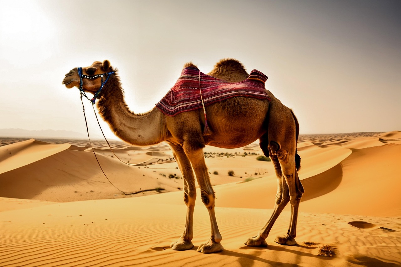 100 000 Free Cute Camel Camel Images Pixabay