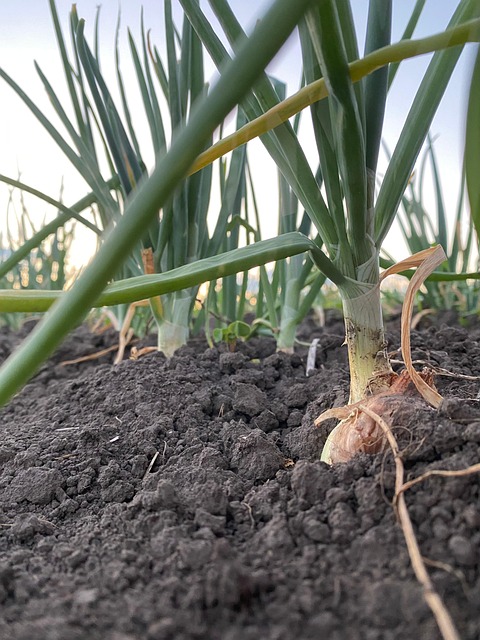 Oignon Des Légumes Aliments La - Photo gratuite sur Pixabay - Pixabay
