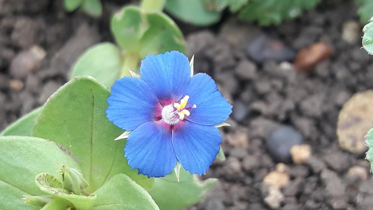 Anagallis Foemina Flores - Foto gratis en Pixabay - Pixabay