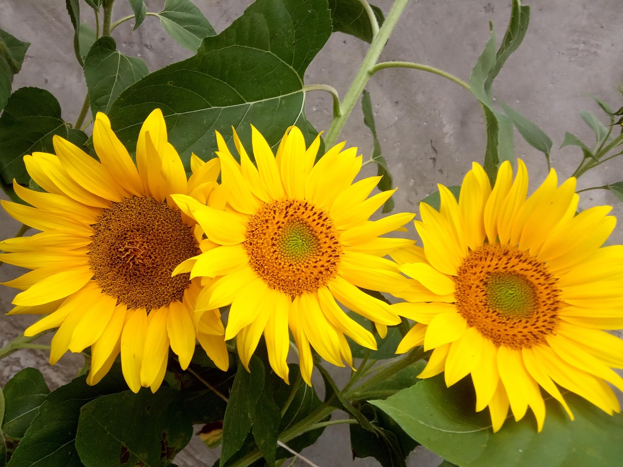 Sunflowers Vegetable - Free photo on Pixabay - Pixabay