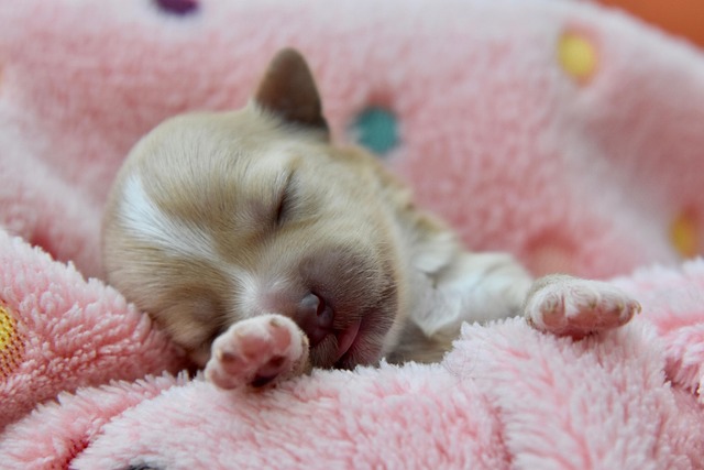 Filhote De Cachorro Bebê - Foto gratuita no Pixabay - Pixabay