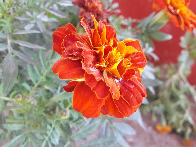 杜兰戈蜜蜂万寿菊 花 摄影 - Pixabay上的免费照片 - Pixabay